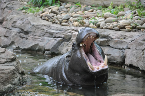 Hope the hippo comes to Louisville Zoo | whas11.com