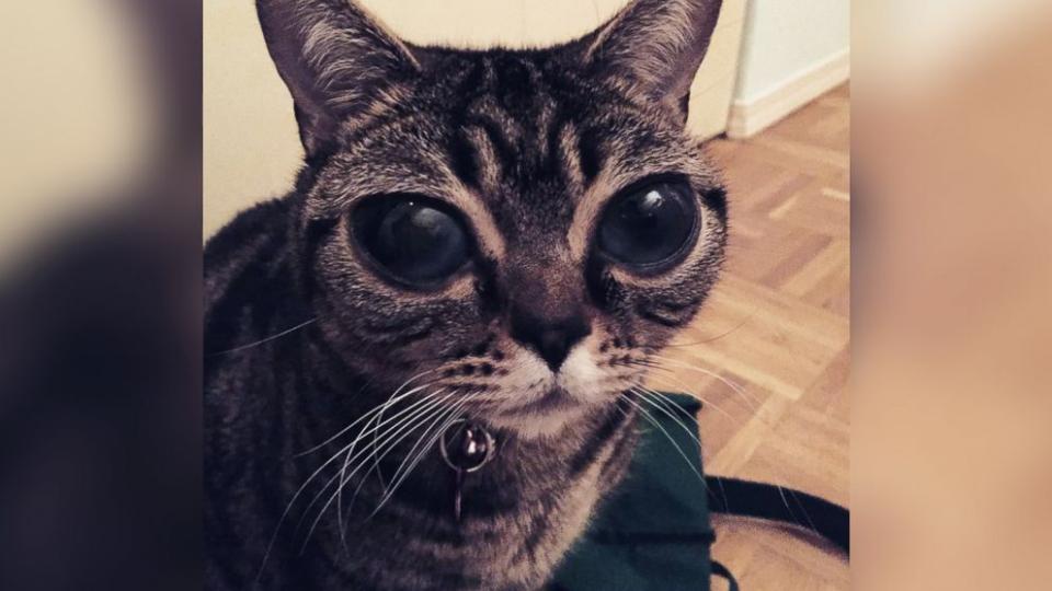 How Matilda, the alien-eyed cat, came to have her celestial eyes ...