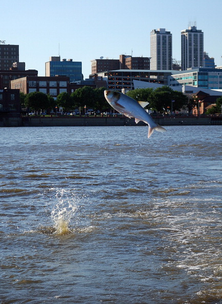 Asian carp processor hoping more in Ky. try the fish | whas11.com