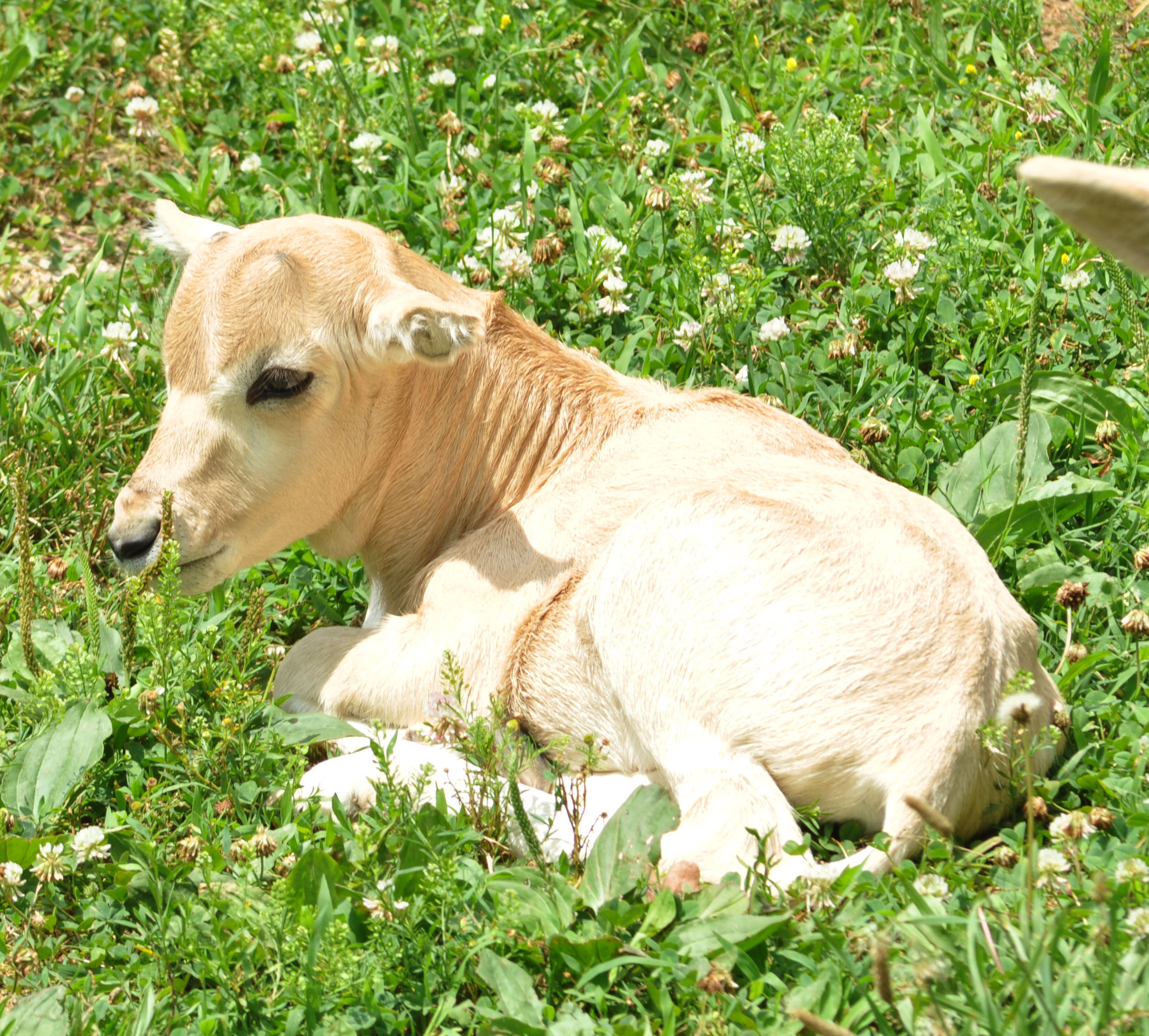 Addax calf born at Louisville Zoo | whas11.com