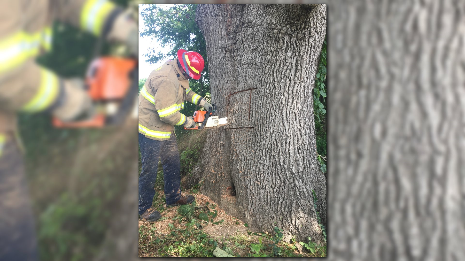 Troopers Free Dog Stuck Inside Tree | wltx.com