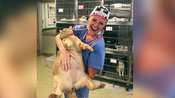 35-pound cat named Symba has been adopted: 'We're super glad to have ...