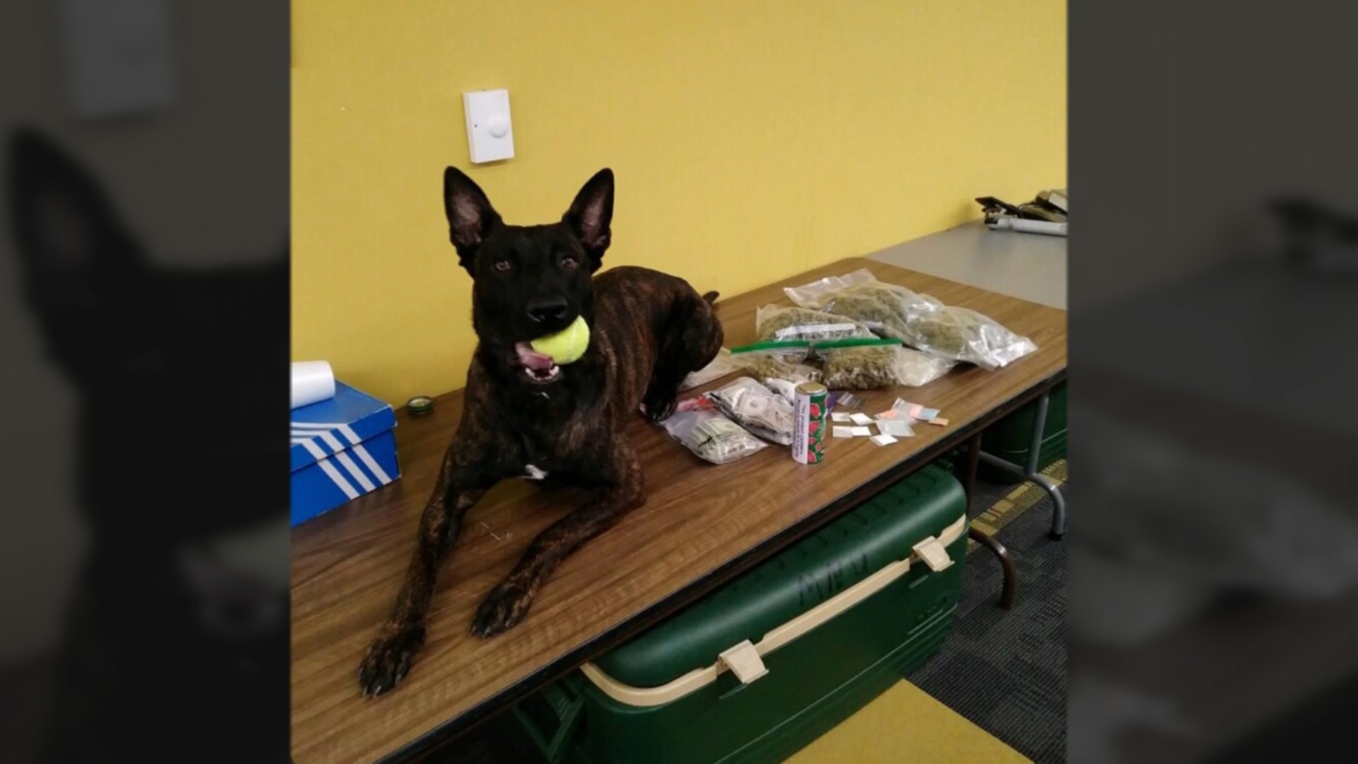 LMPD K9 aids in Highlands drug bust | whas11.com