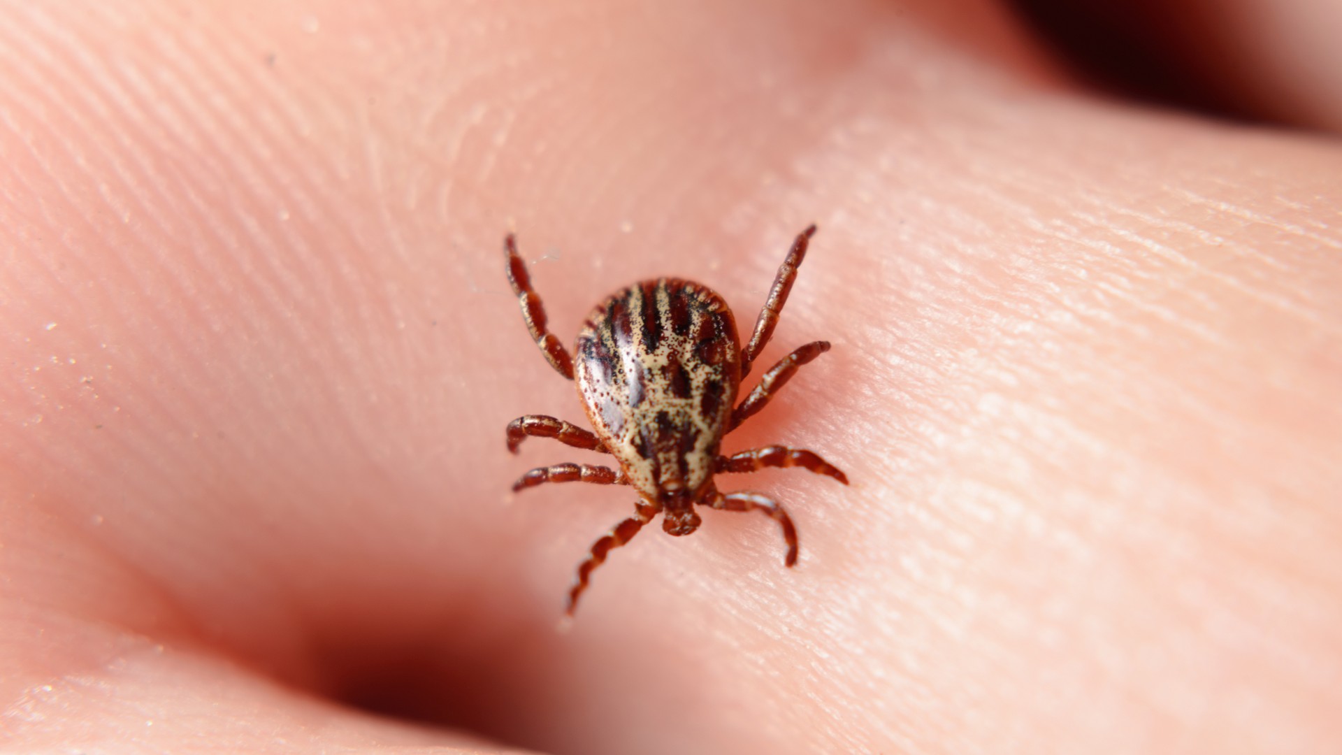 Verify: The truth about ticks | whas11.com
