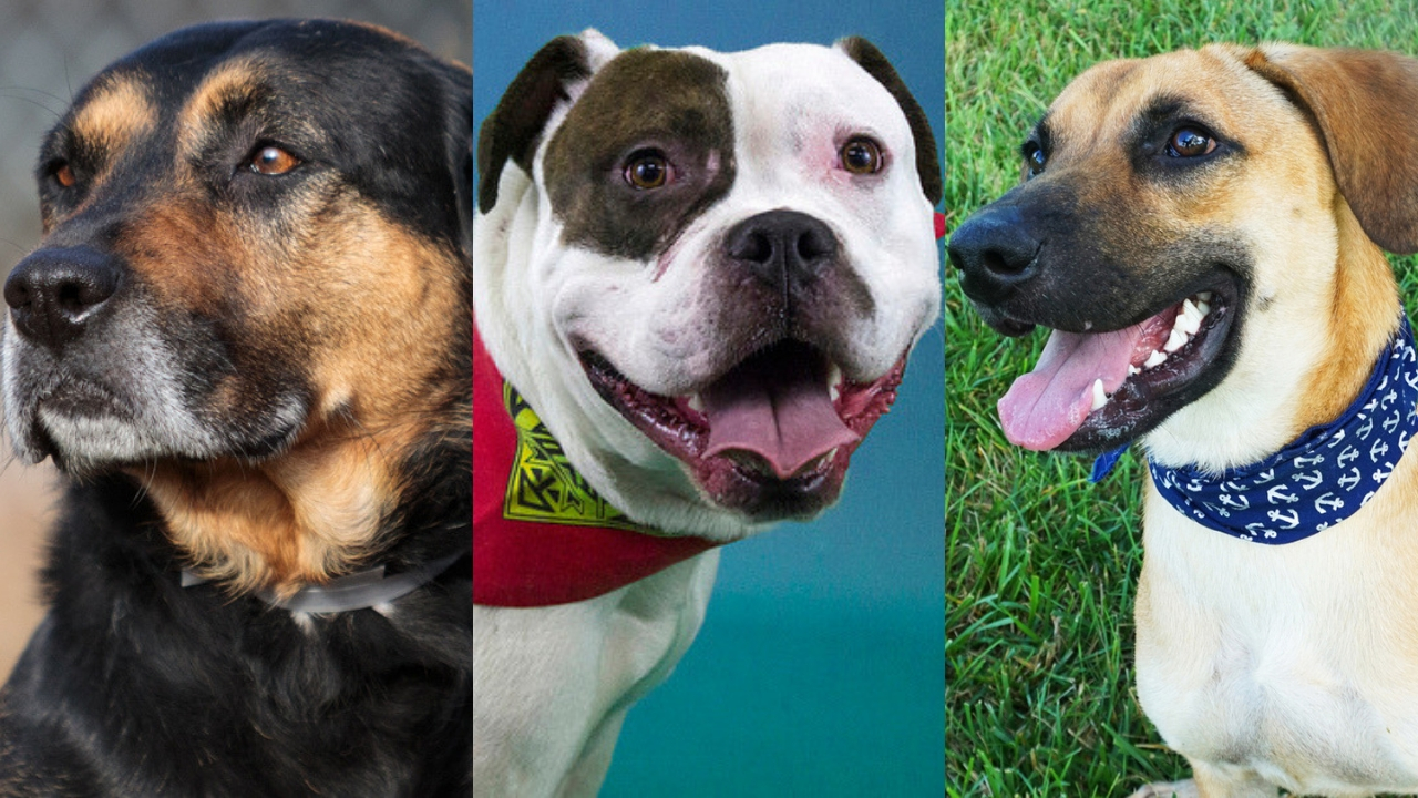 Overcrowded animal shelters offering discounts, waiving fees on ...